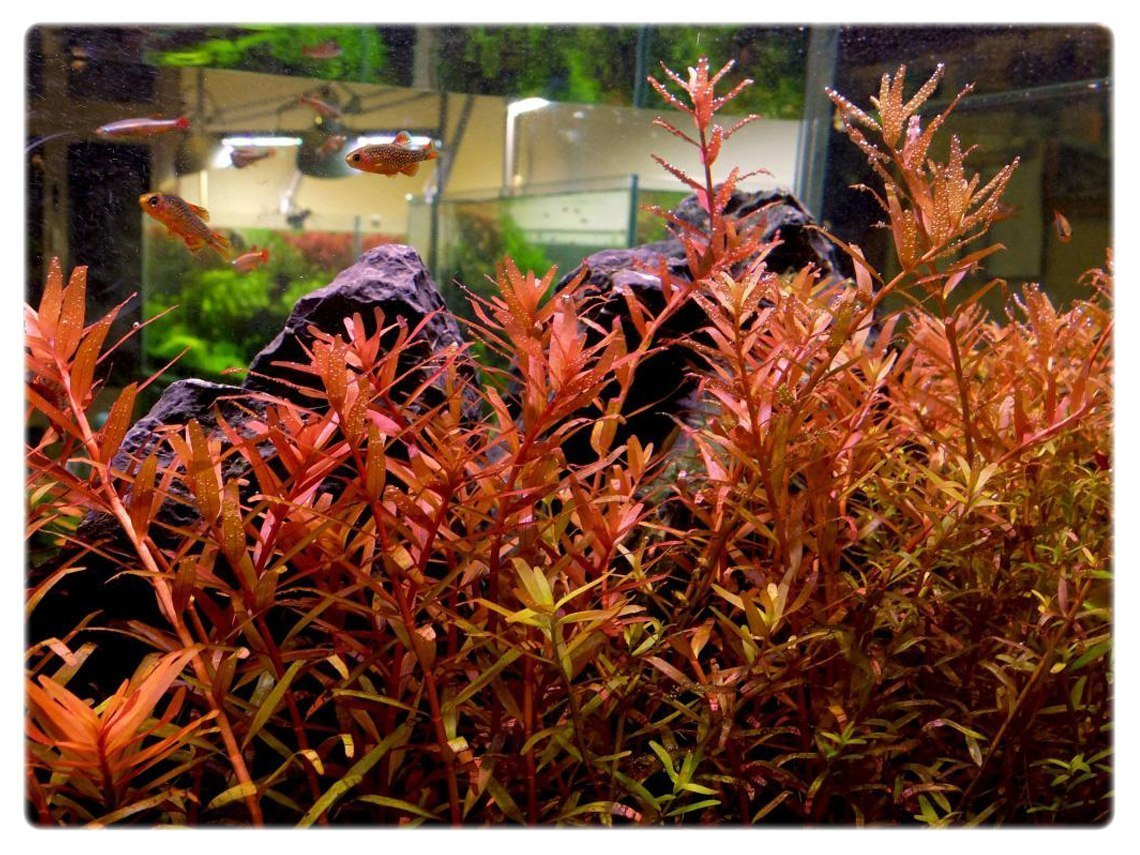 130. Rotala Rotundifolia RED porcja in vitro 5szt Sklep Akwarystyczny.EU